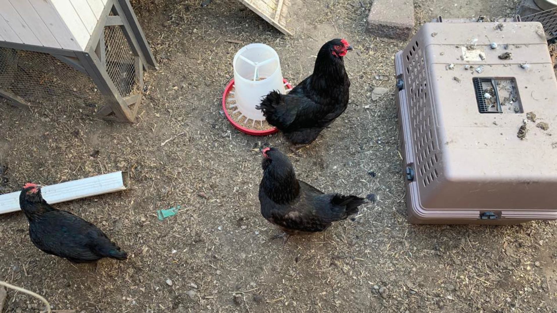 Backyard chickens bylaw debated at Fort St. John council