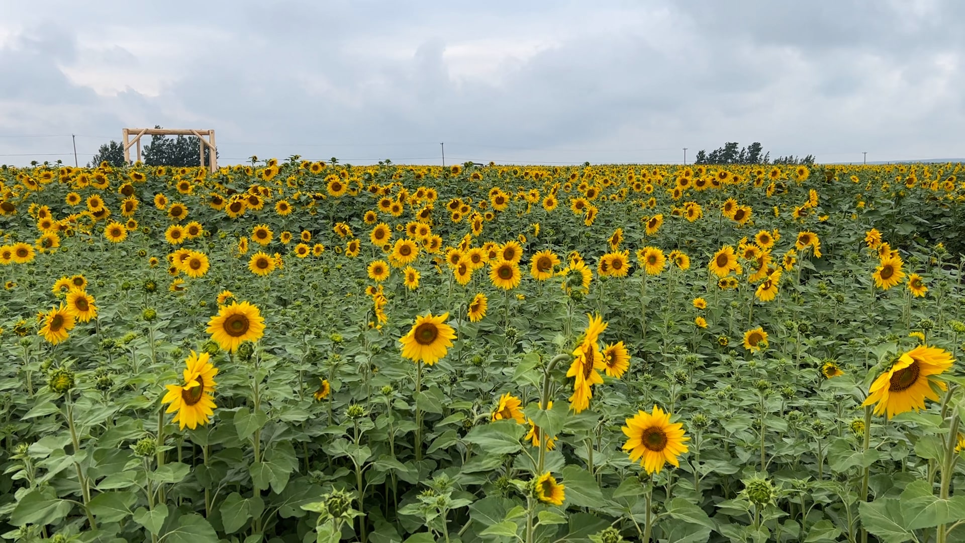 Willms Sunflower Festival opening postponed until Friday