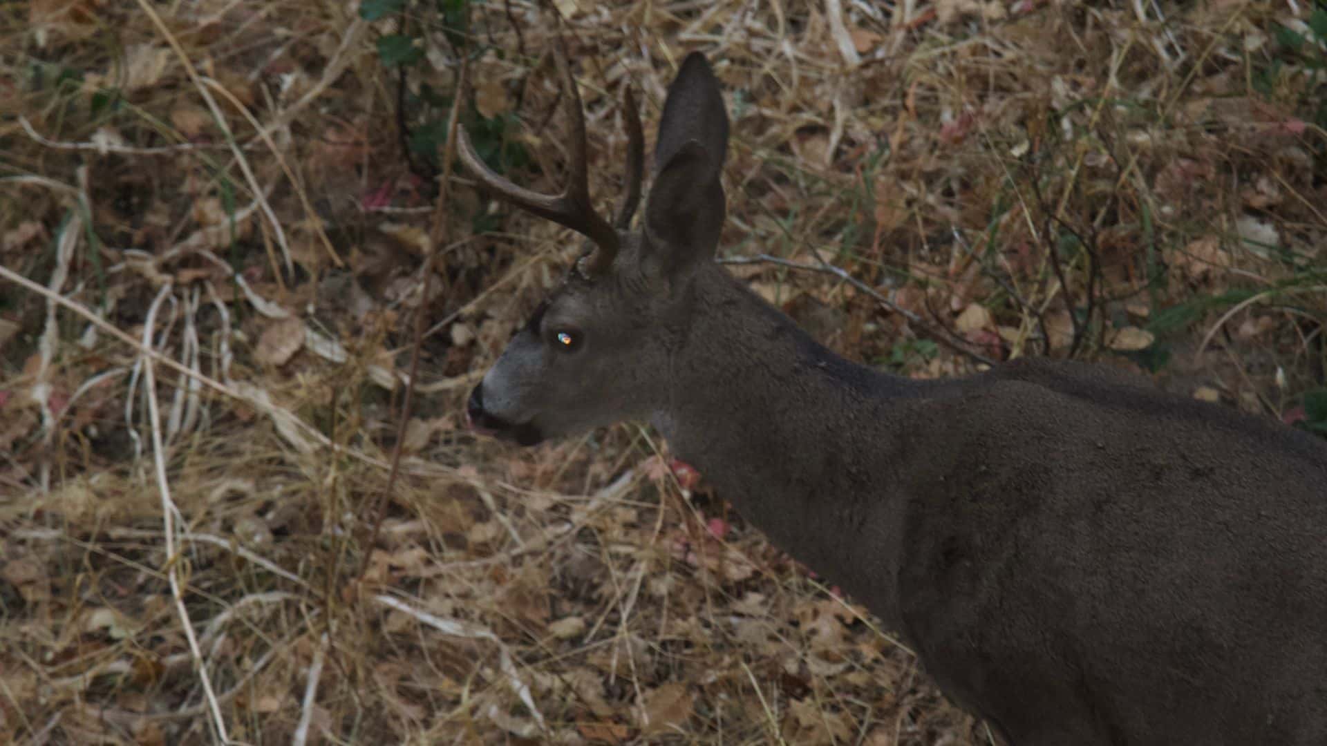 "Zombie deer disease" info session to be held in Charlie Lake