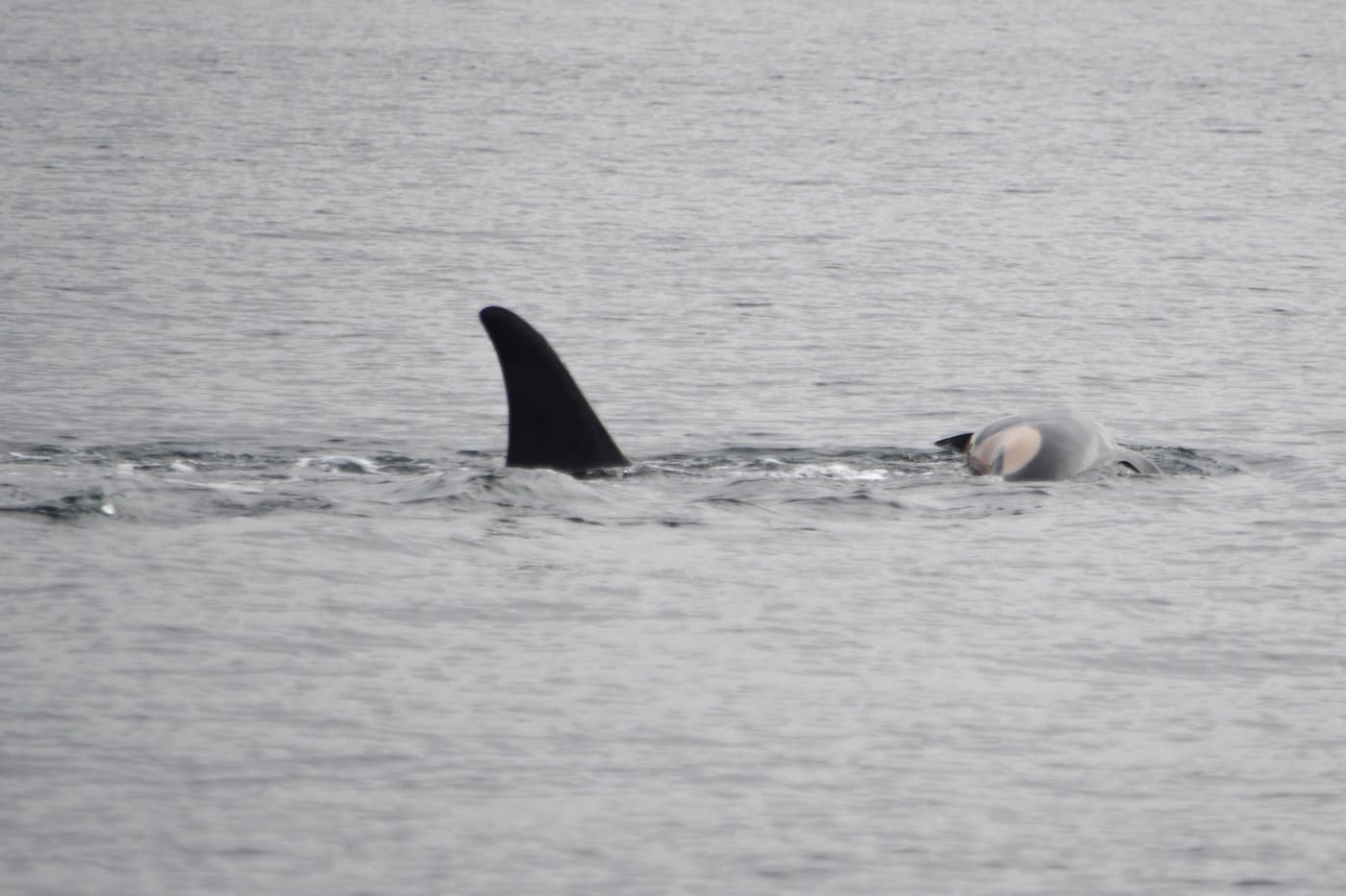 Mother orca still pushing body of dead calf off Vancouver Island, 10 ...