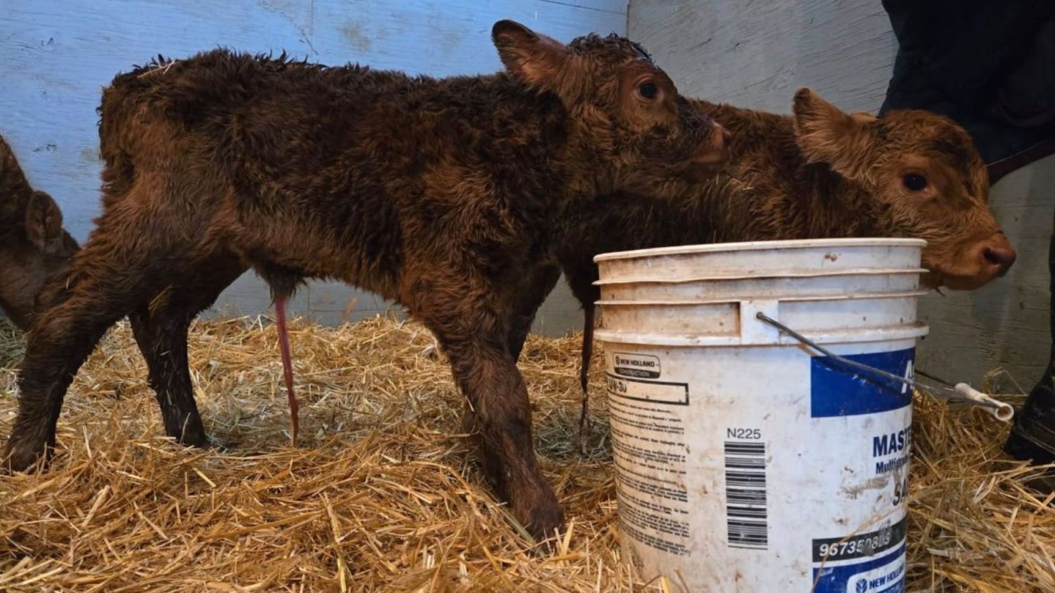 Recent earthquakes cause premature cattle births at local ranch