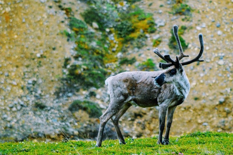 Moose and caribou regulation updates included in 2026 hunting draw