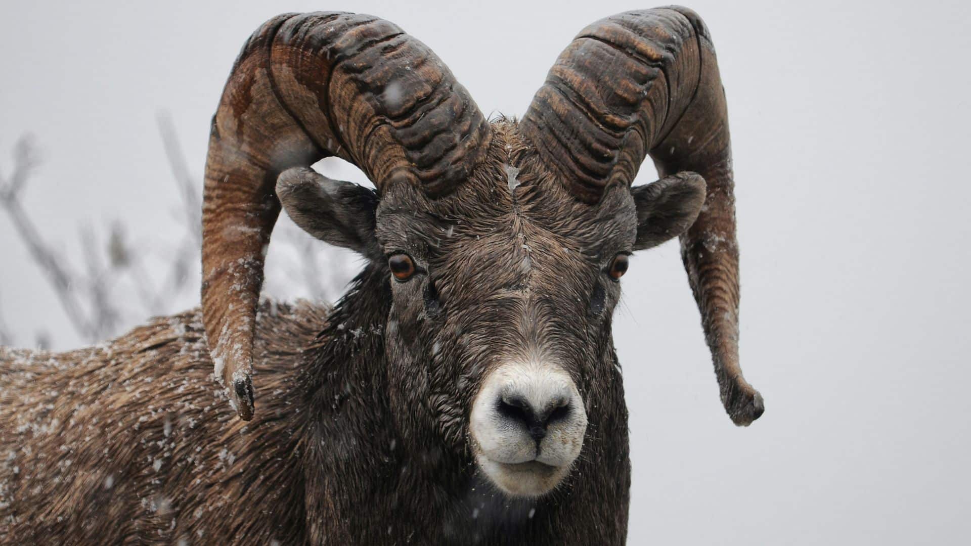 Man appeals Wildlife Act hunting conviction in Fort Nelson