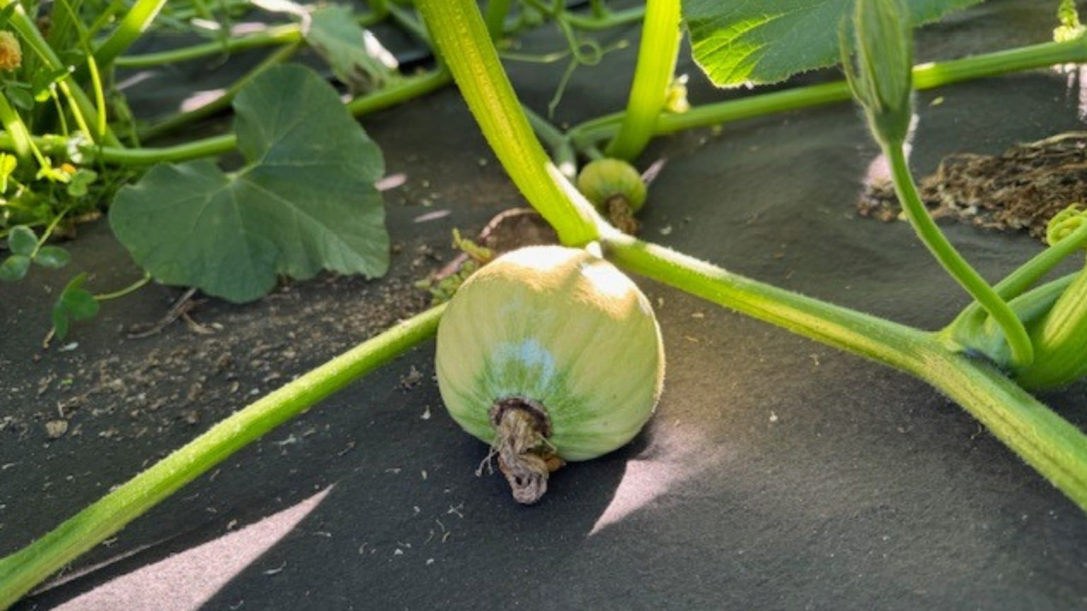 LH Willms cancels pumpkin patch for 2025 season