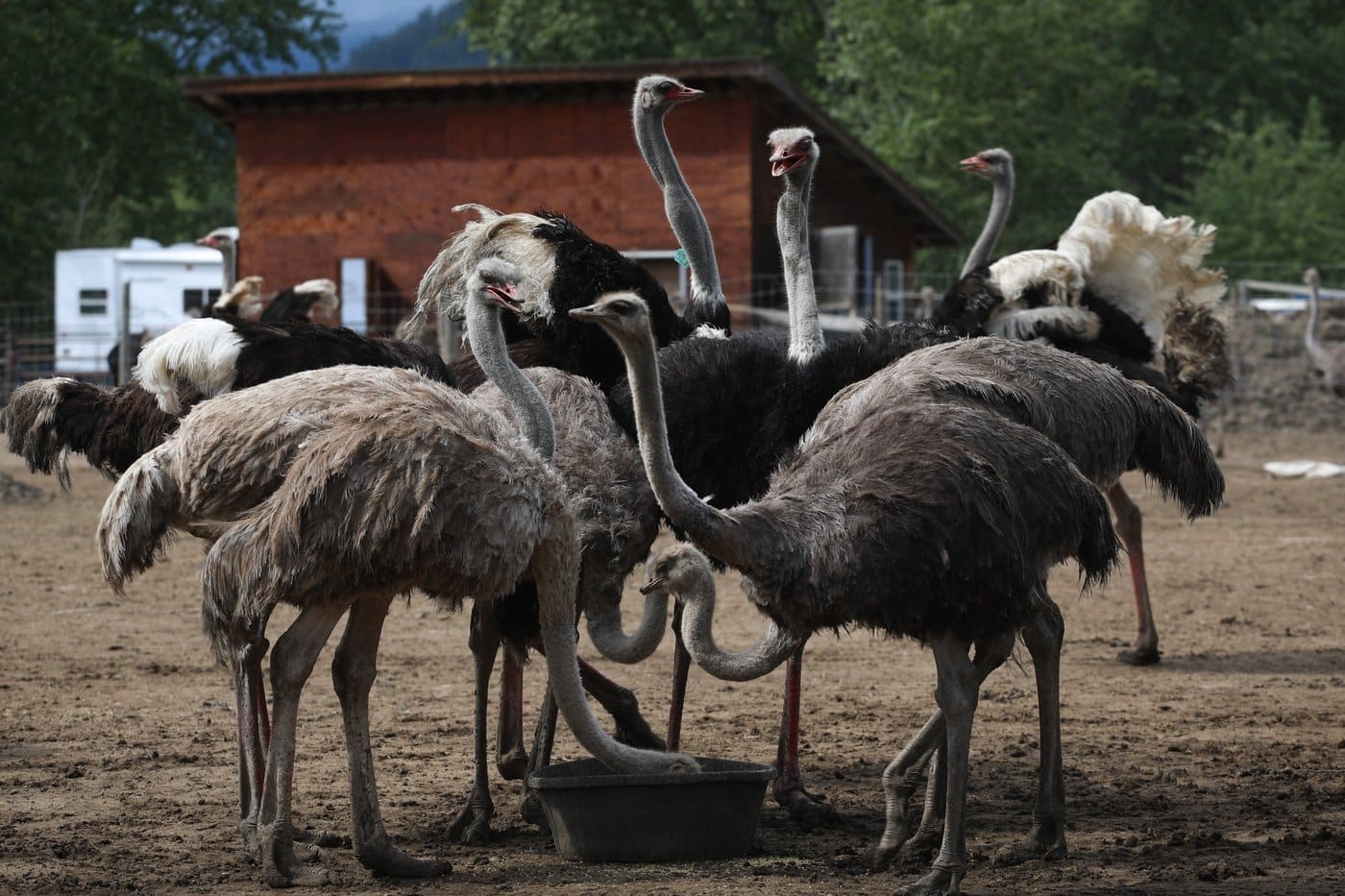 CFIA says ostrich farm report backing stay of cull improperly seeks scientific ruling