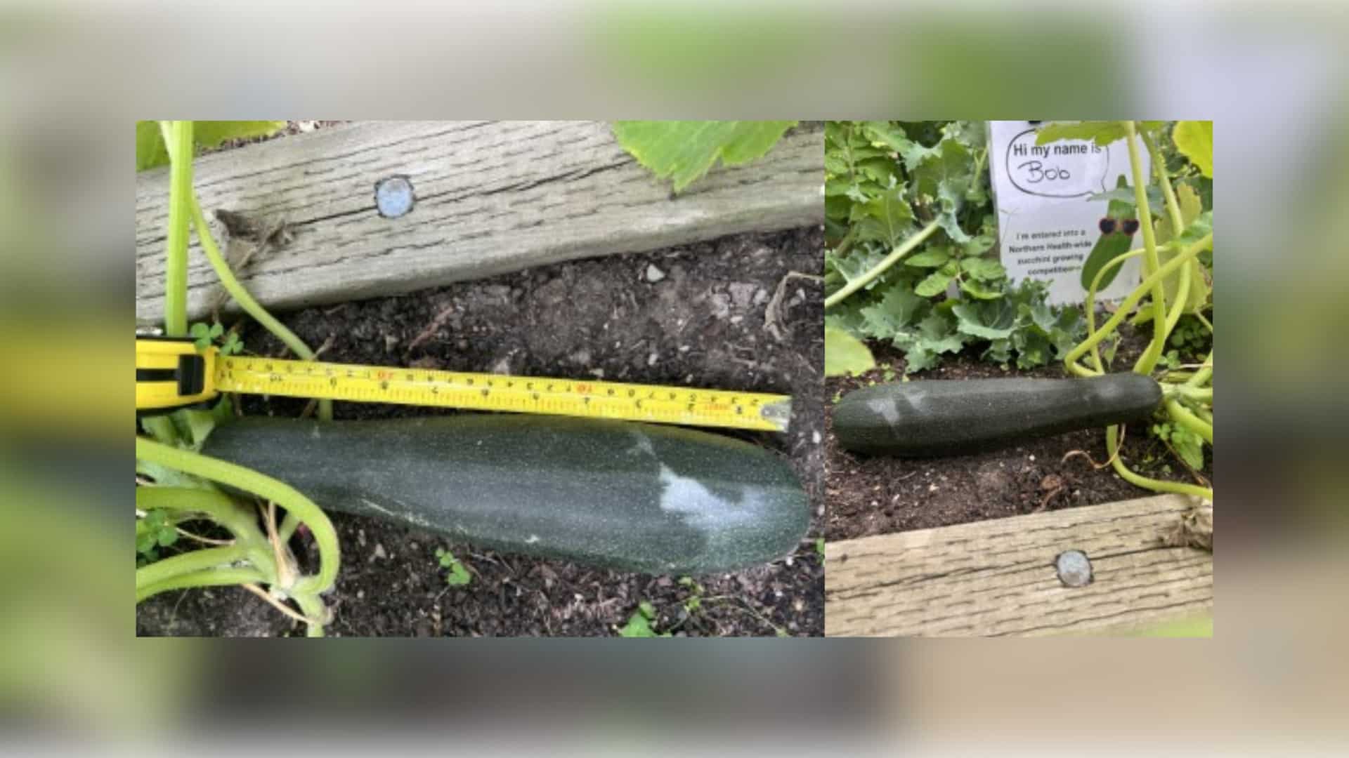 Zucchini-growing contest held across Northern Health care homes