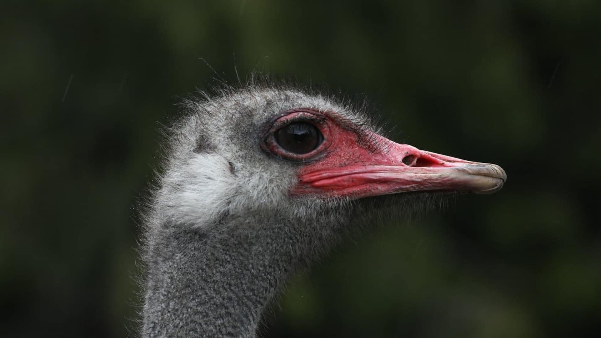 MLA and FSJ lawyer's reaction to Universal Ostrich Farms cull