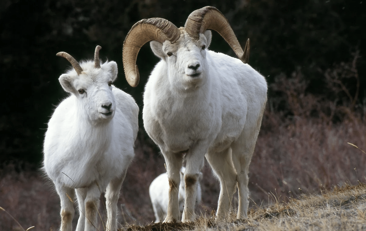 New trial ordered for man accused of illegally hunting thinhorn sheep