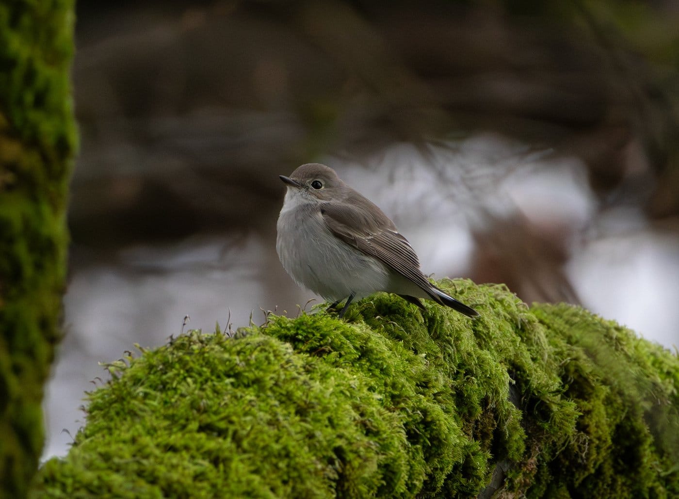 'Once in a generation moment:' Rare taiga flycatcher spotted in Vancouver