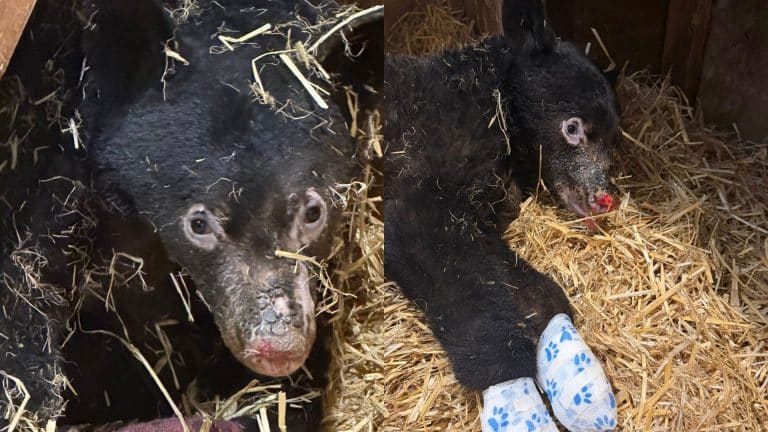 Burns 'smaller' on Valkyrie the Dawson Creek rescue bear