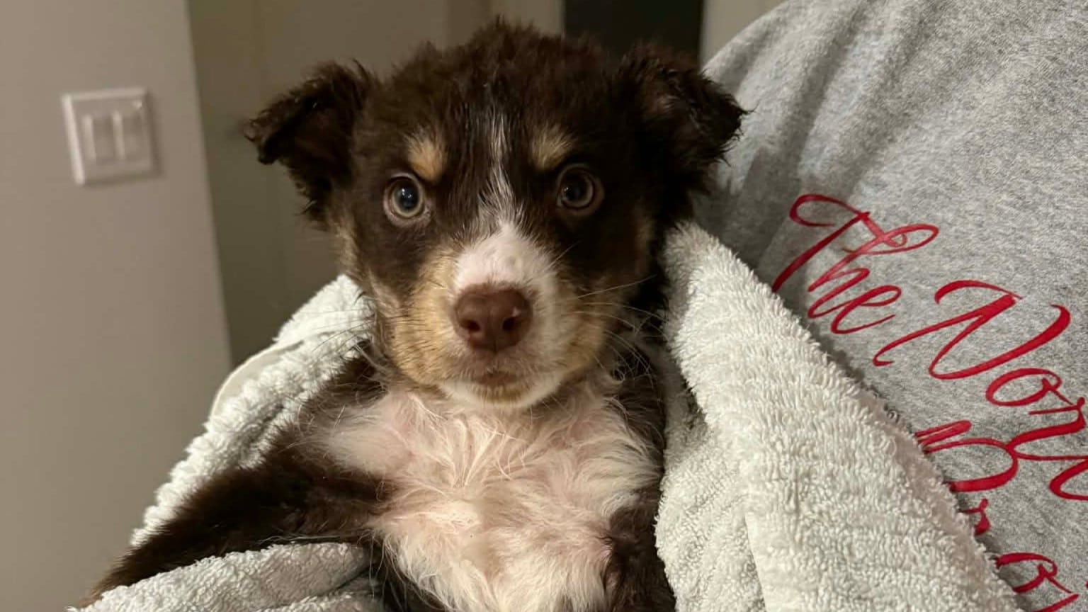 Animal rescue seeks 'flight angels' to ferry cats and dogs to Victoria