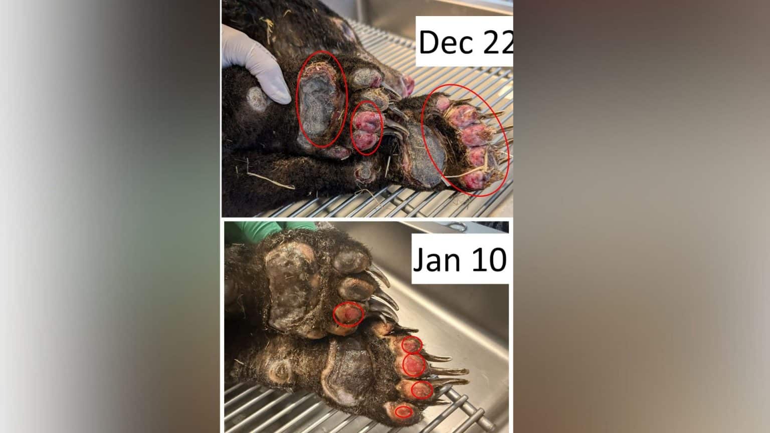 NLWSValkyriePaws – Energeticcity.ca