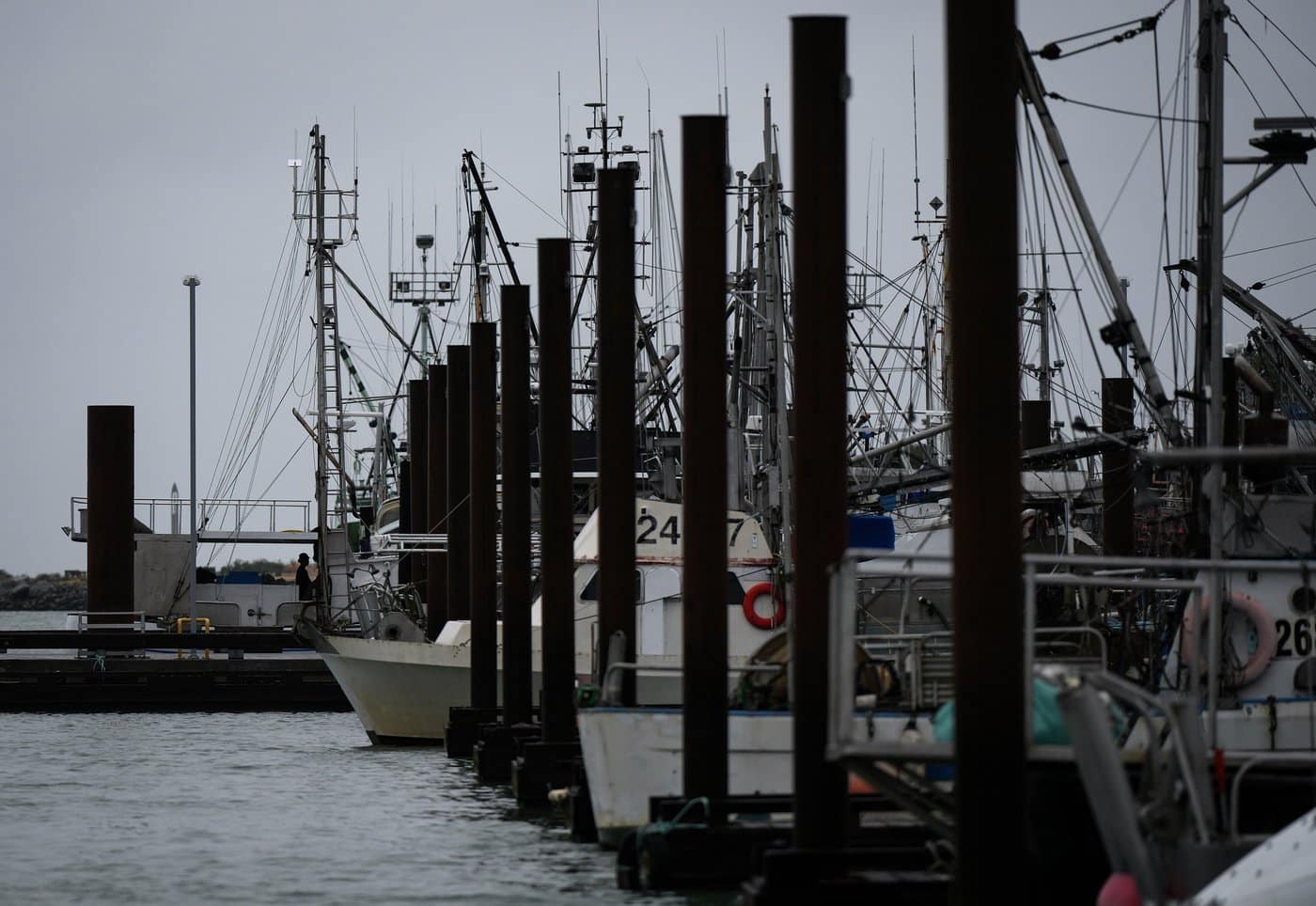 B.C's charity herring sale is back on. But hundreds of sea lions ...