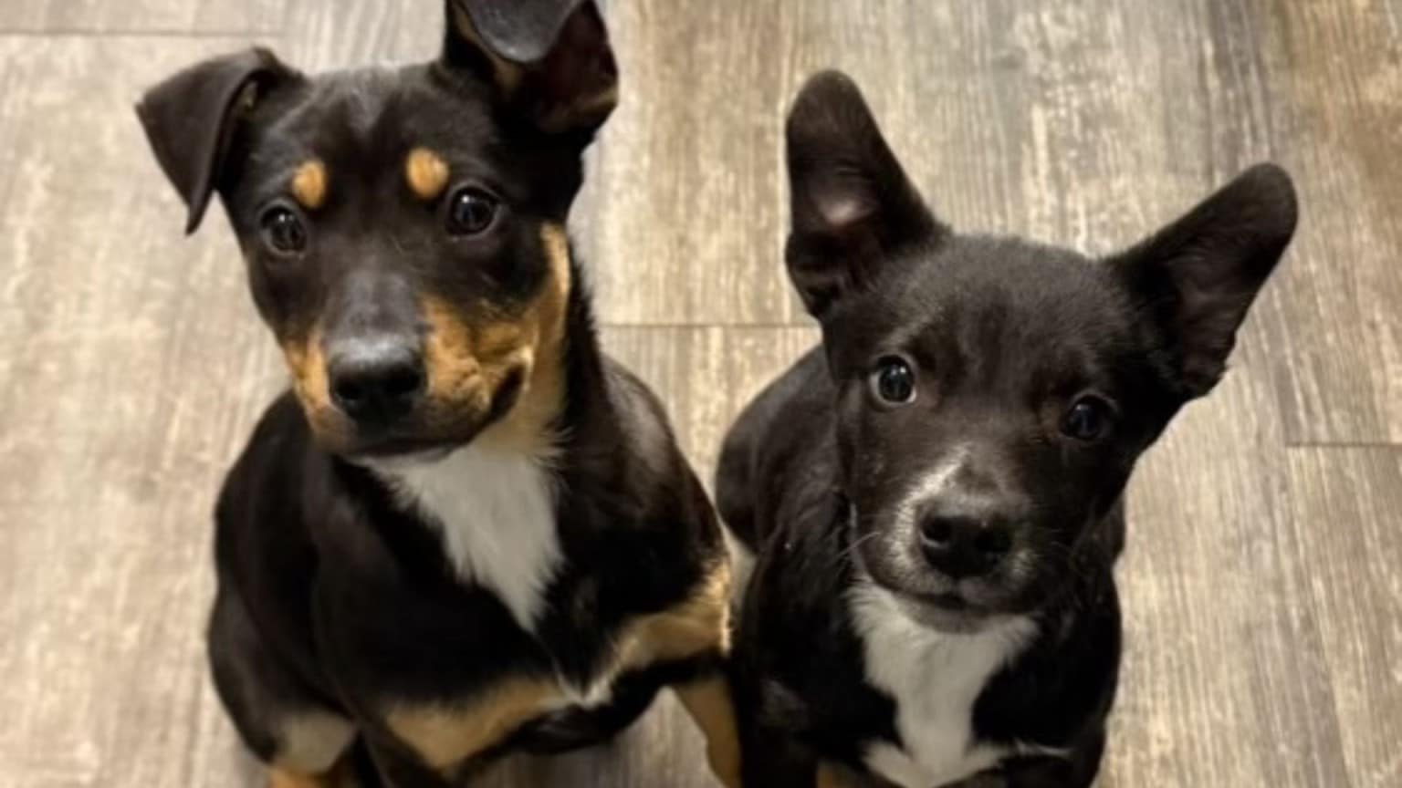 100+ pets rehomed via Moose FM's Best Buddy adoption program
