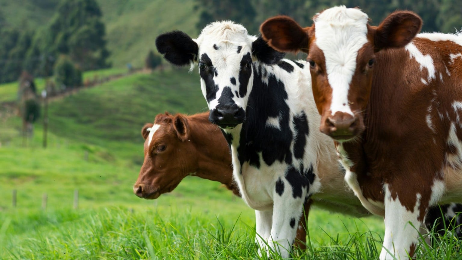BC Beef Day celebrates beef producers, brings attention to industry issues