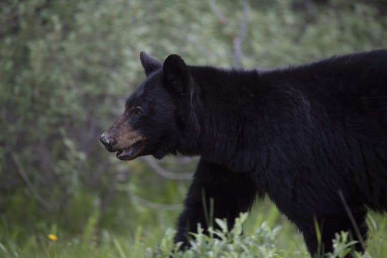 Reports of bear prompt wildlife alert in Fort St. John
