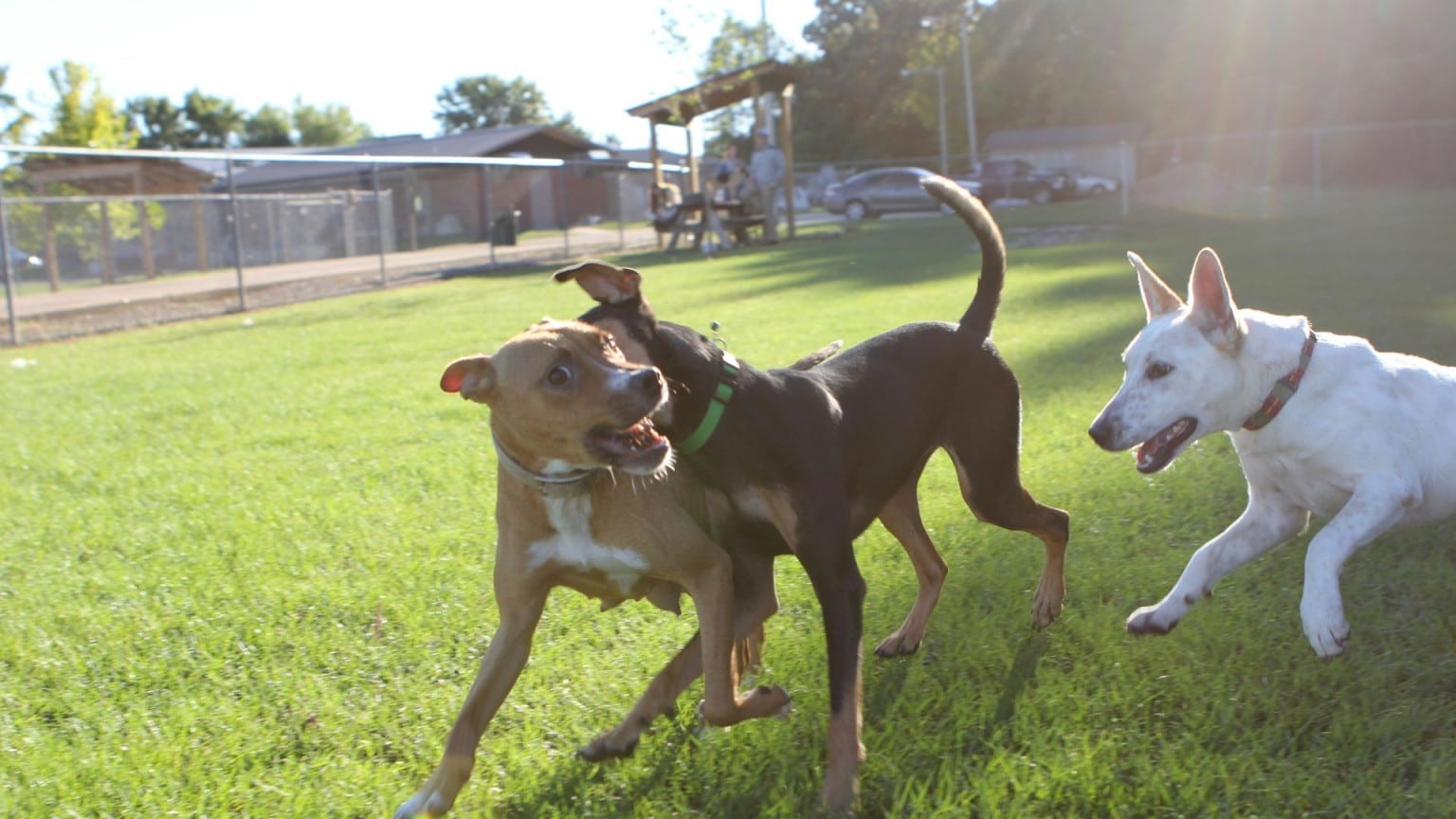 Dogs in a park – Energeticcity.ca